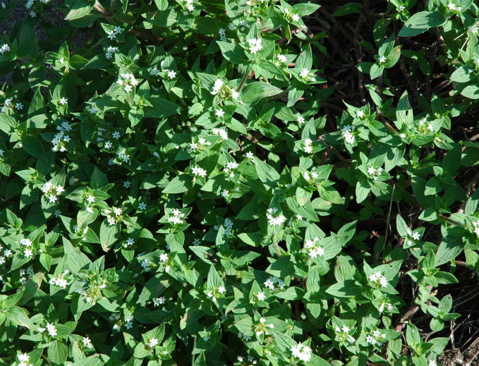 Weeds Archive - Page 16 of 24 - WeedAlert